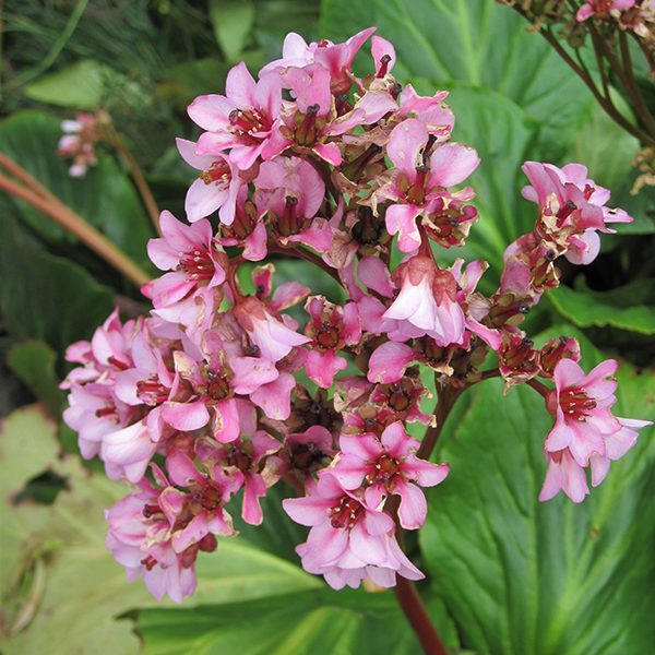 Beth's Top 10 Shade Perennials - Sargent's - Rochester, MN