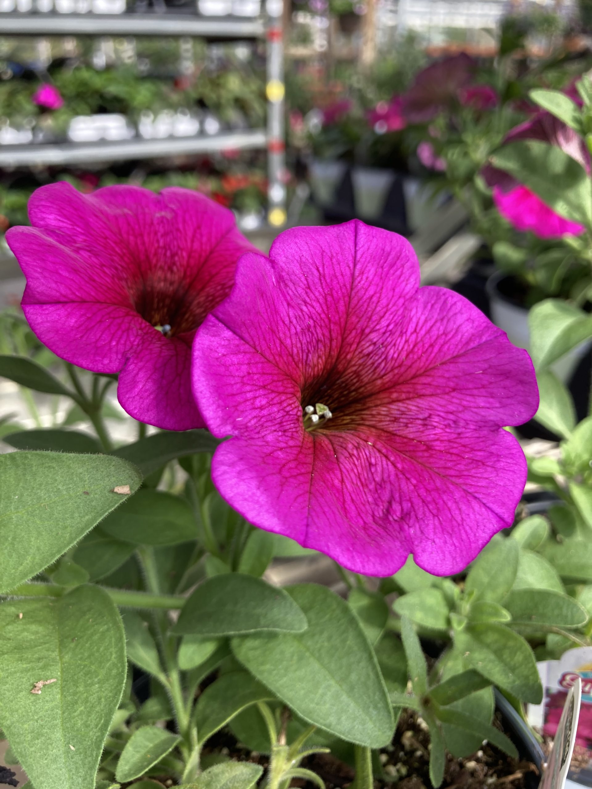 The 7 Most Colorful Annuals for your Yard and Patio - Sargent's ...