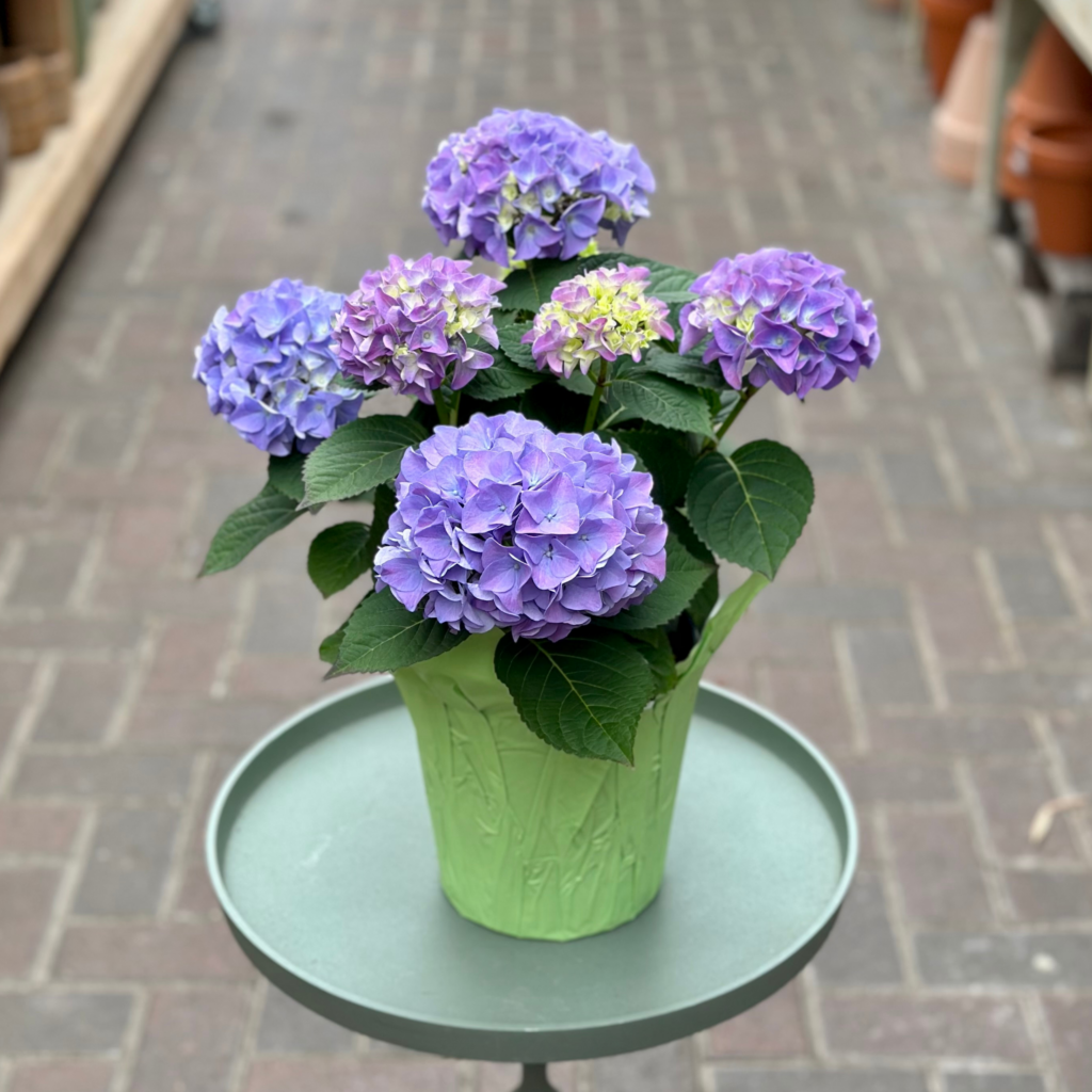 6" Florist Hydrangea - Sargent's - Rochester, MN