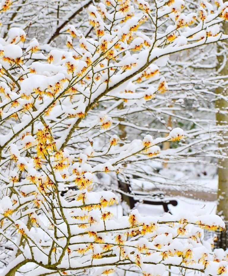 Winter Interest Plants: Adding Life to Your Landscape When Snow Falls